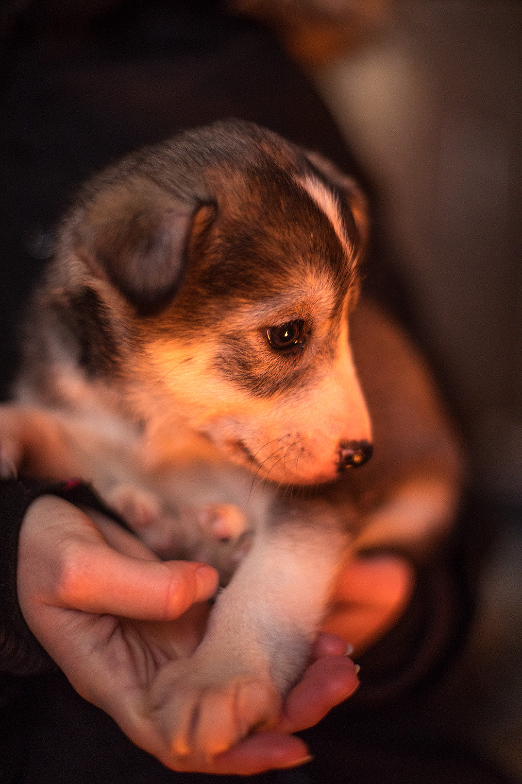 Sami Culture | Visit Narvik